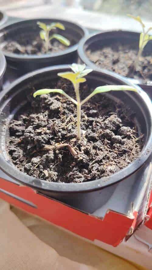 Cum să-ți faci singur răsaduri de roșii acasă: Ghid practic - Plantosfera